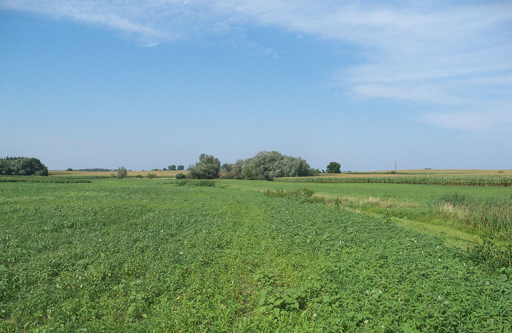Riparian Buffer installation in the Root River Watershed and Lake ...