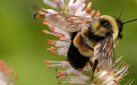 Buzzing with Excitement for Native Pollinators - Fund For Lake Michigan ...