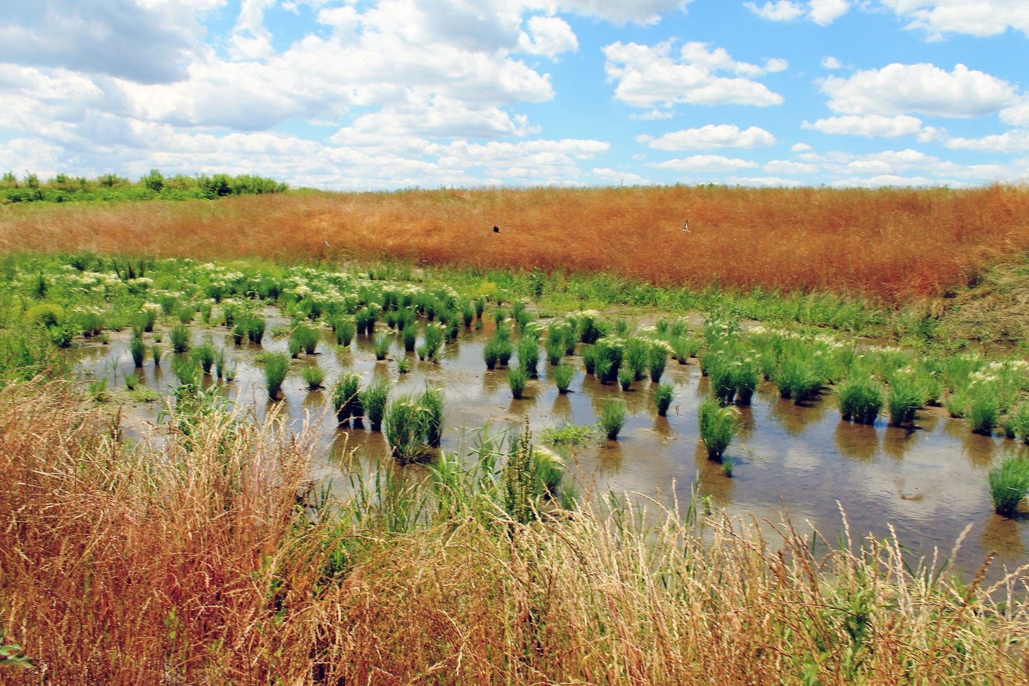 Root River Restoration Phase 2 - Fund For Lake Michigan | Fund For Lake ...