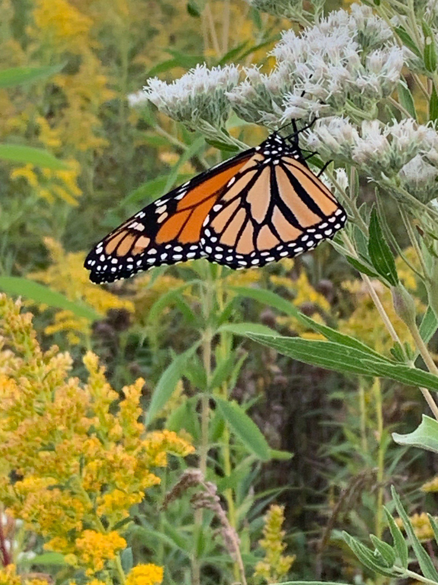 Watershed Refuge Replanting: A Future for Endangered Monarchs - Fund ...